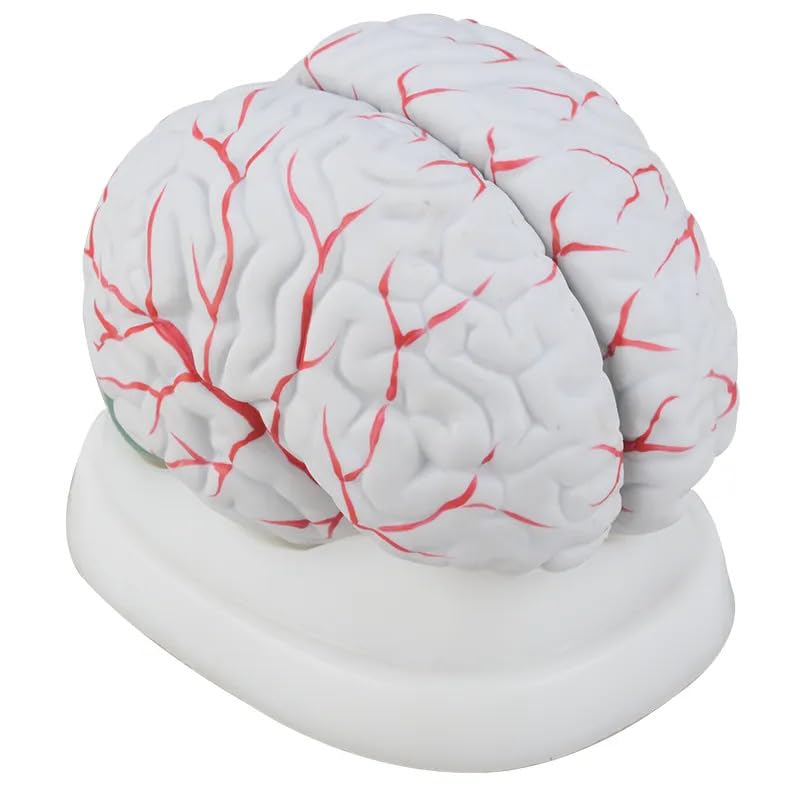 MYASKRO 8-Part Brain Model with Arteries – Medical-Grade Anatomy Model ...